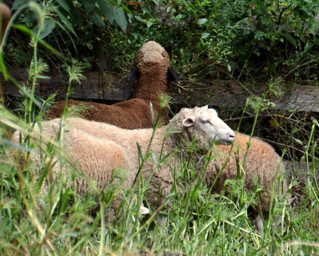 What to Feed Sheep for Prime Wool Production - Countryside